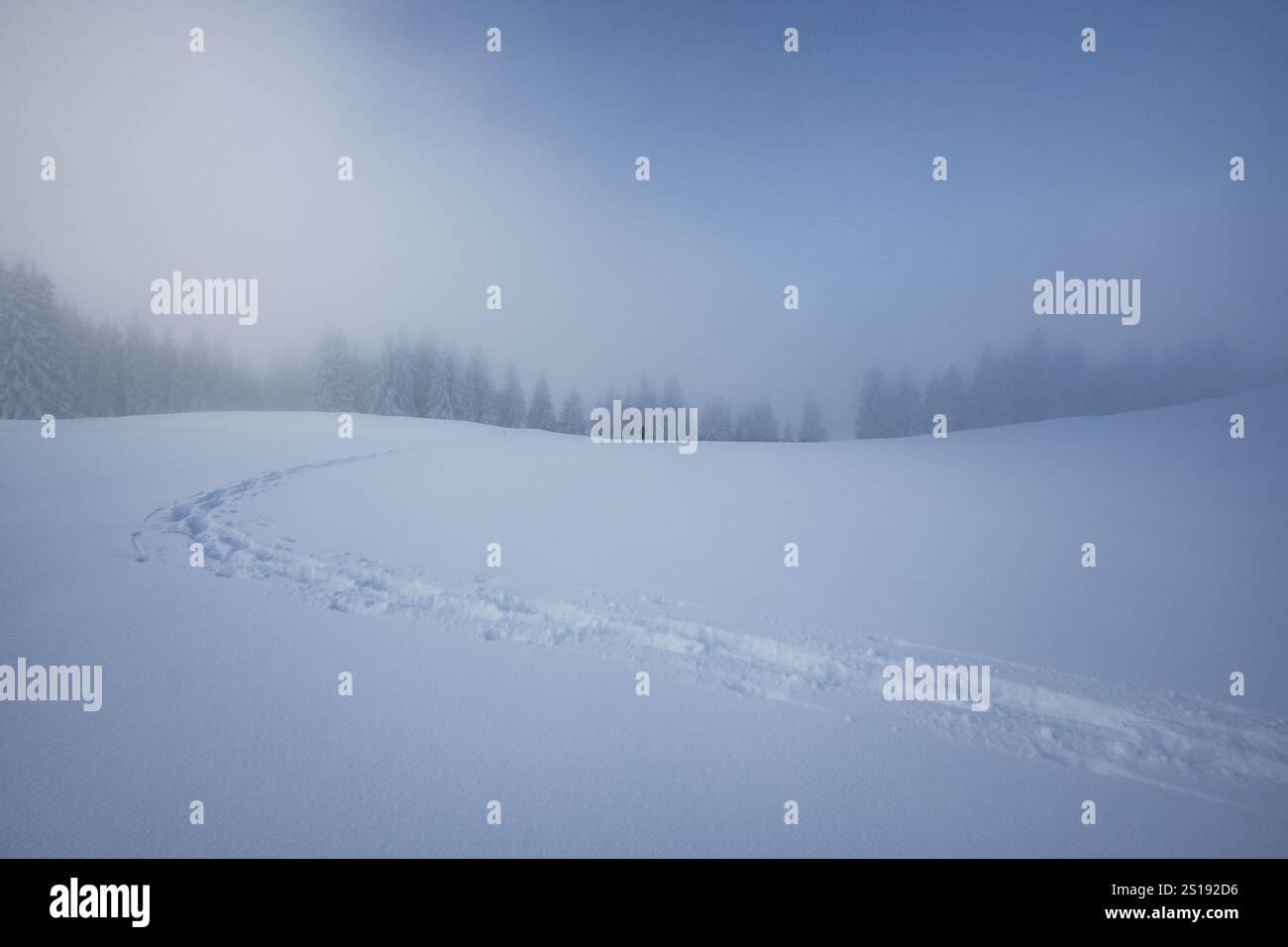 Schneeschuhwanderung im Postalm Winterpark im Salzkammergut an den ...
