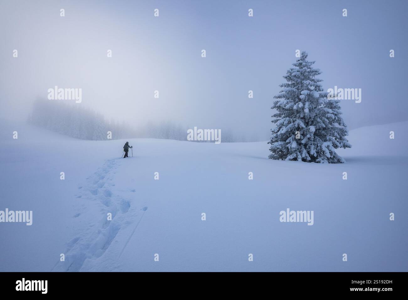 Schneeschuhwanderung im Postalm Winterpark im Salzkammergut an den ...