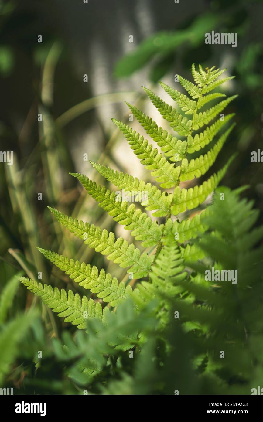 Farn ast hi-res stock photography and images - Alamy
