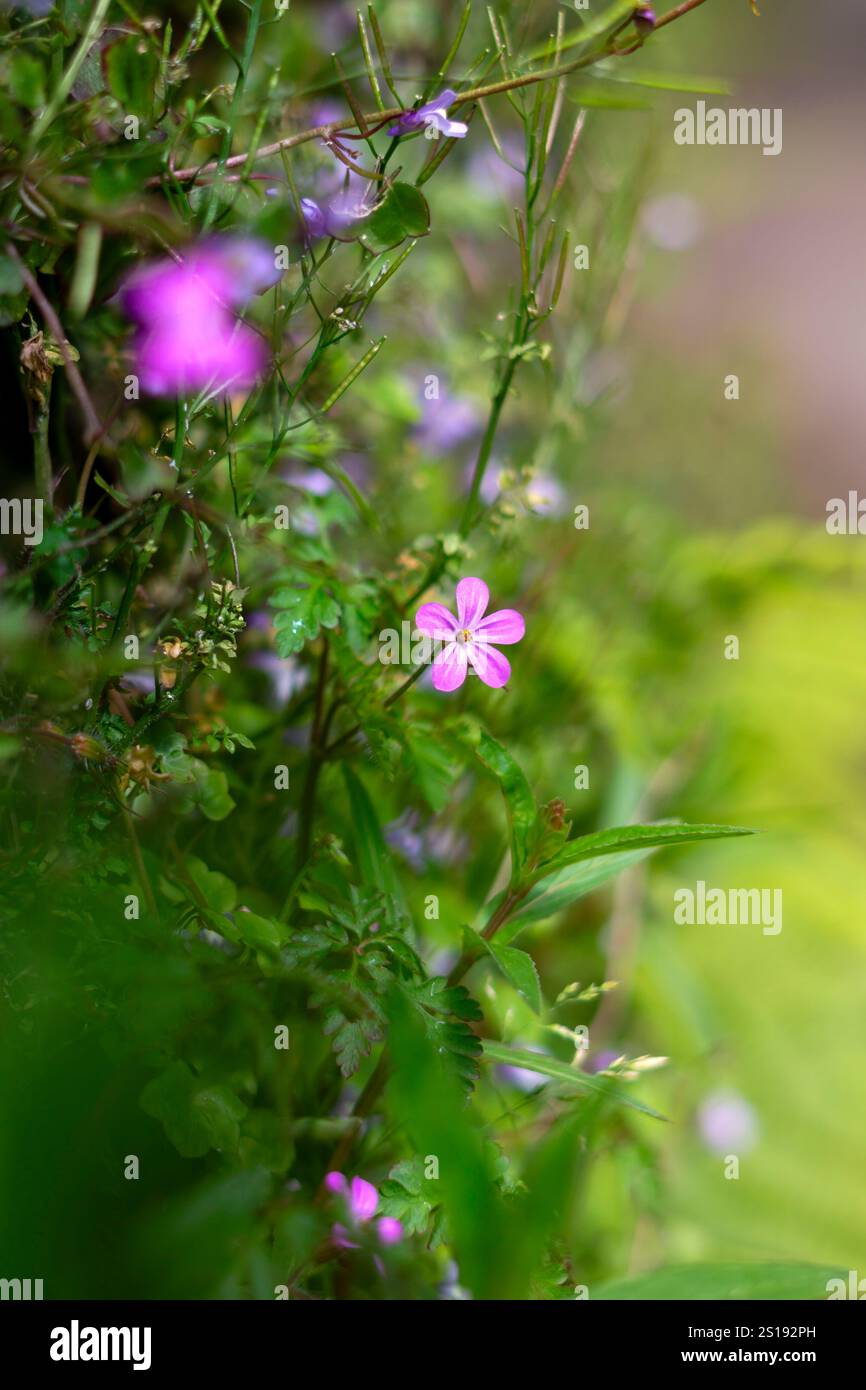 Mauer nahaufnahme hi-res stock photography and images - Alamy