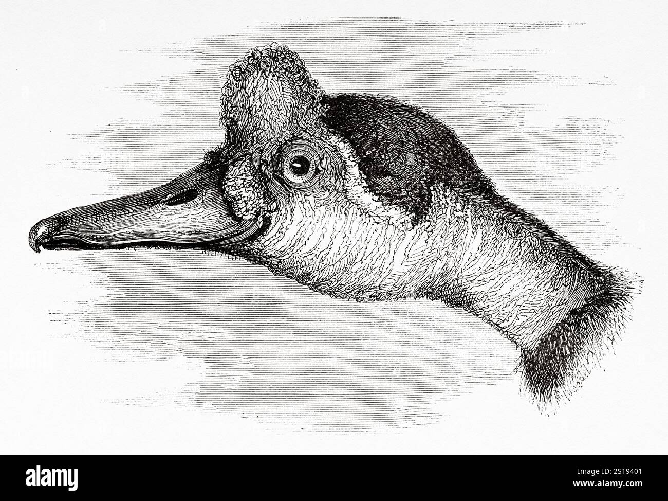African Goose head. East Africa. Journey to Lake Albert, 1861-1864 by ...