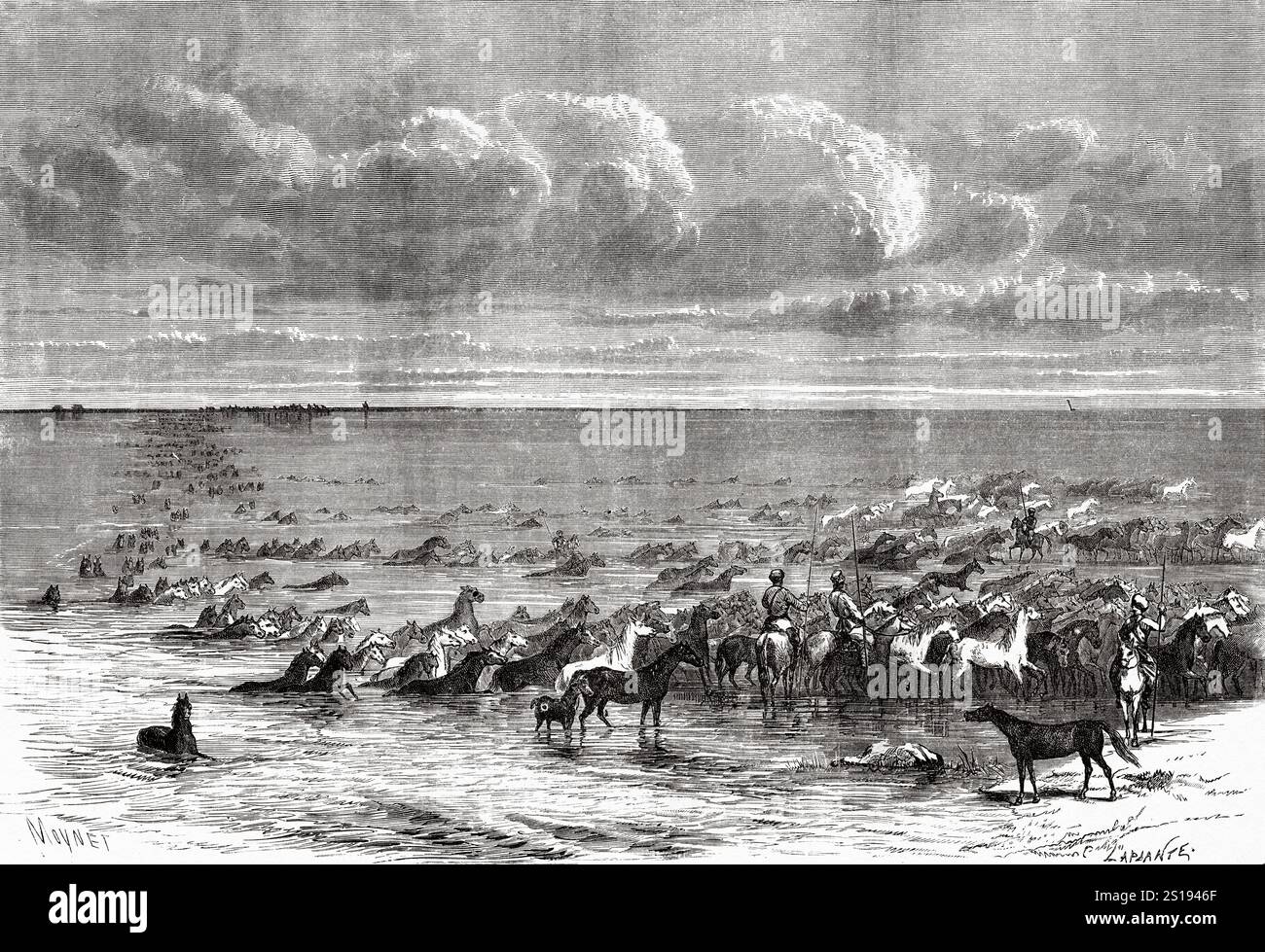 Herd of horses crossing the Volga river. Russia, drawing by Moynet ...