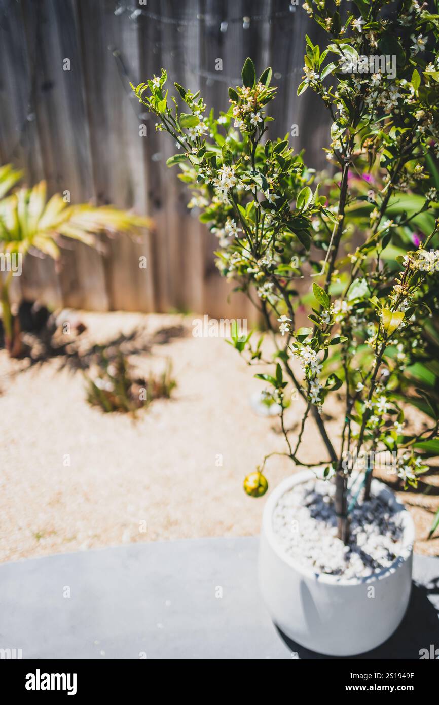 small mandarin orange tree with flowers outdoor in sunny backyard Stock ...