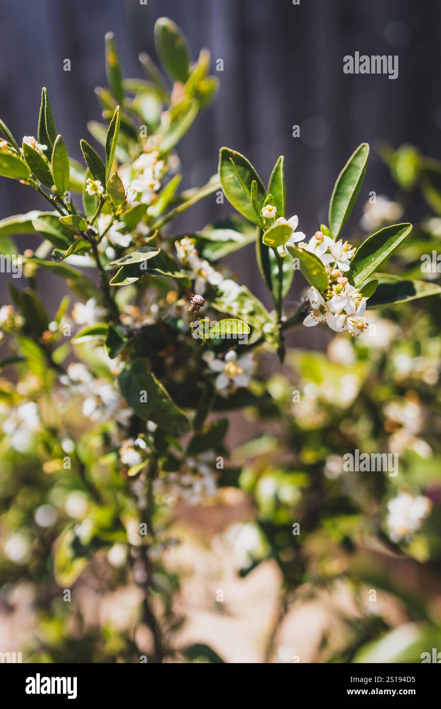 small mandarin orange tree with flowers outdoor in sunny backyard Stock ...