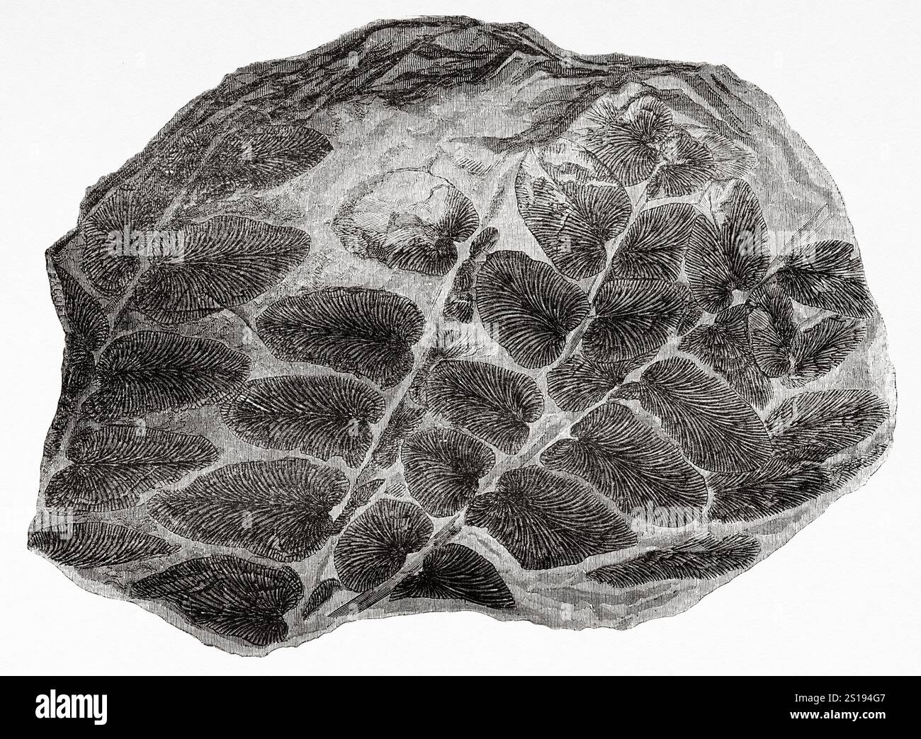 Imprint in stone ancient Cut Out Stock Images & Pictures - Alamy