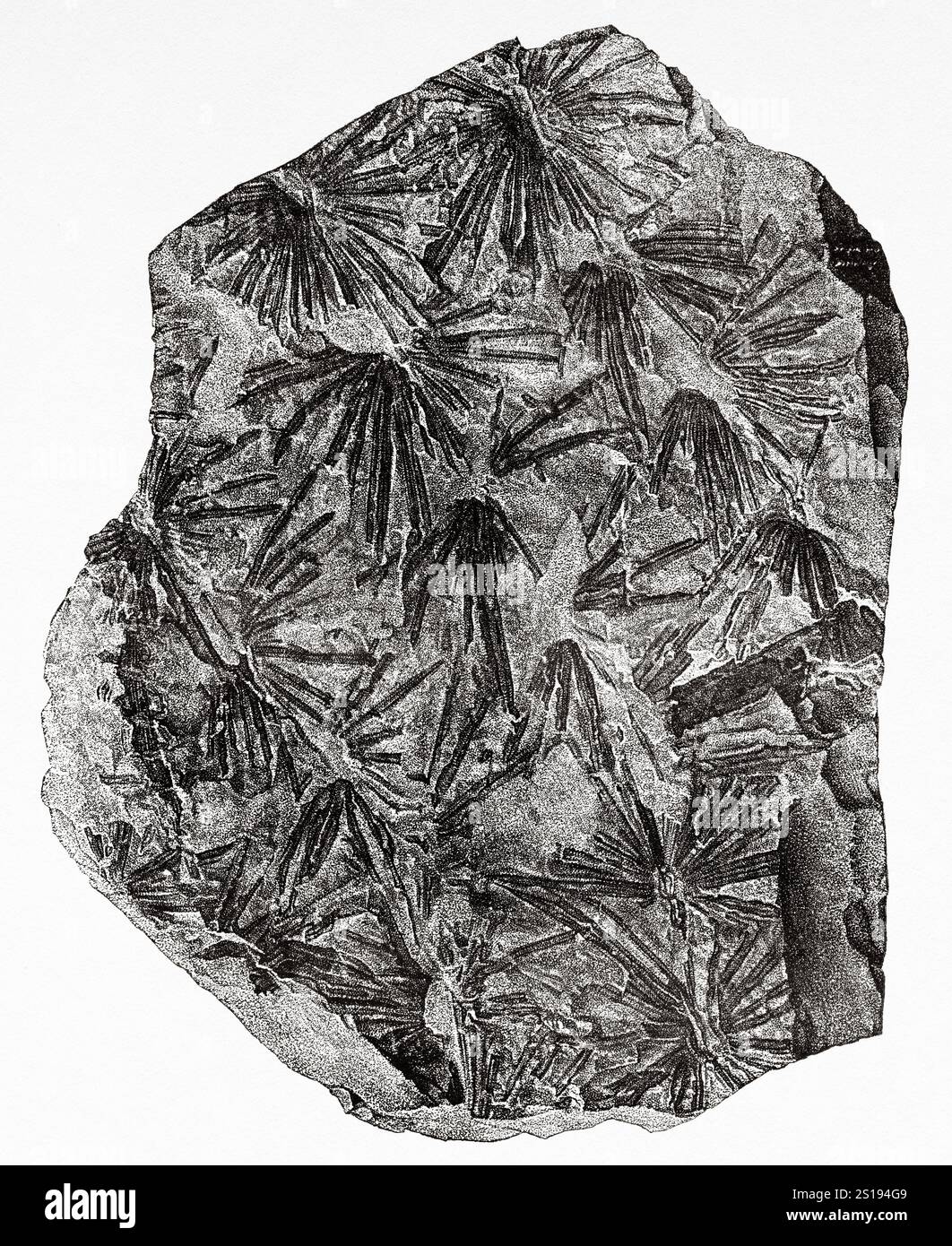 Coal fern fossil in shale hi-res stock photography and images - Alamy