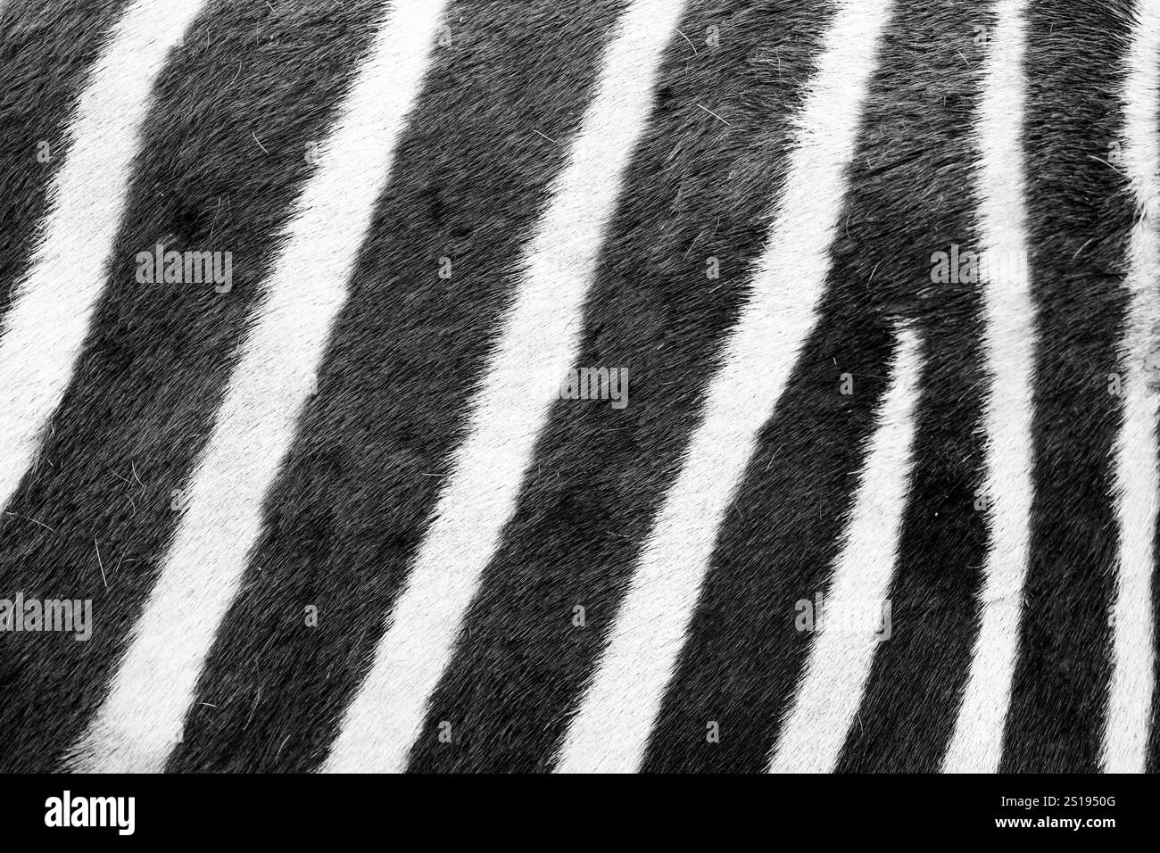 Zebra fur close-up. Black and white striped animal background Stock ...
