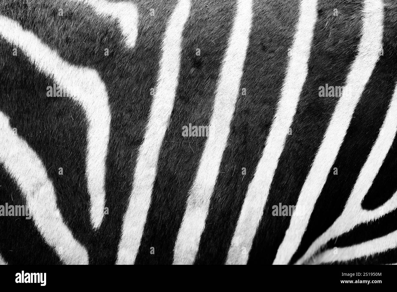Stripe hair Black and White Stock Photos & Images - Alamy
