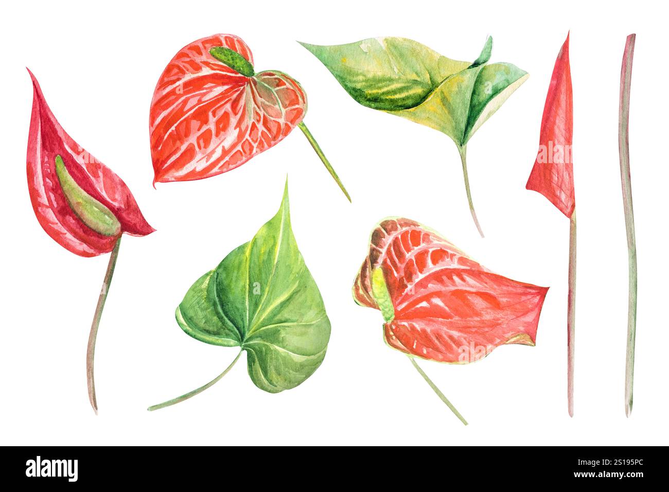 Anthurium,flower. Watercolor illustration red anthurium flower with ...