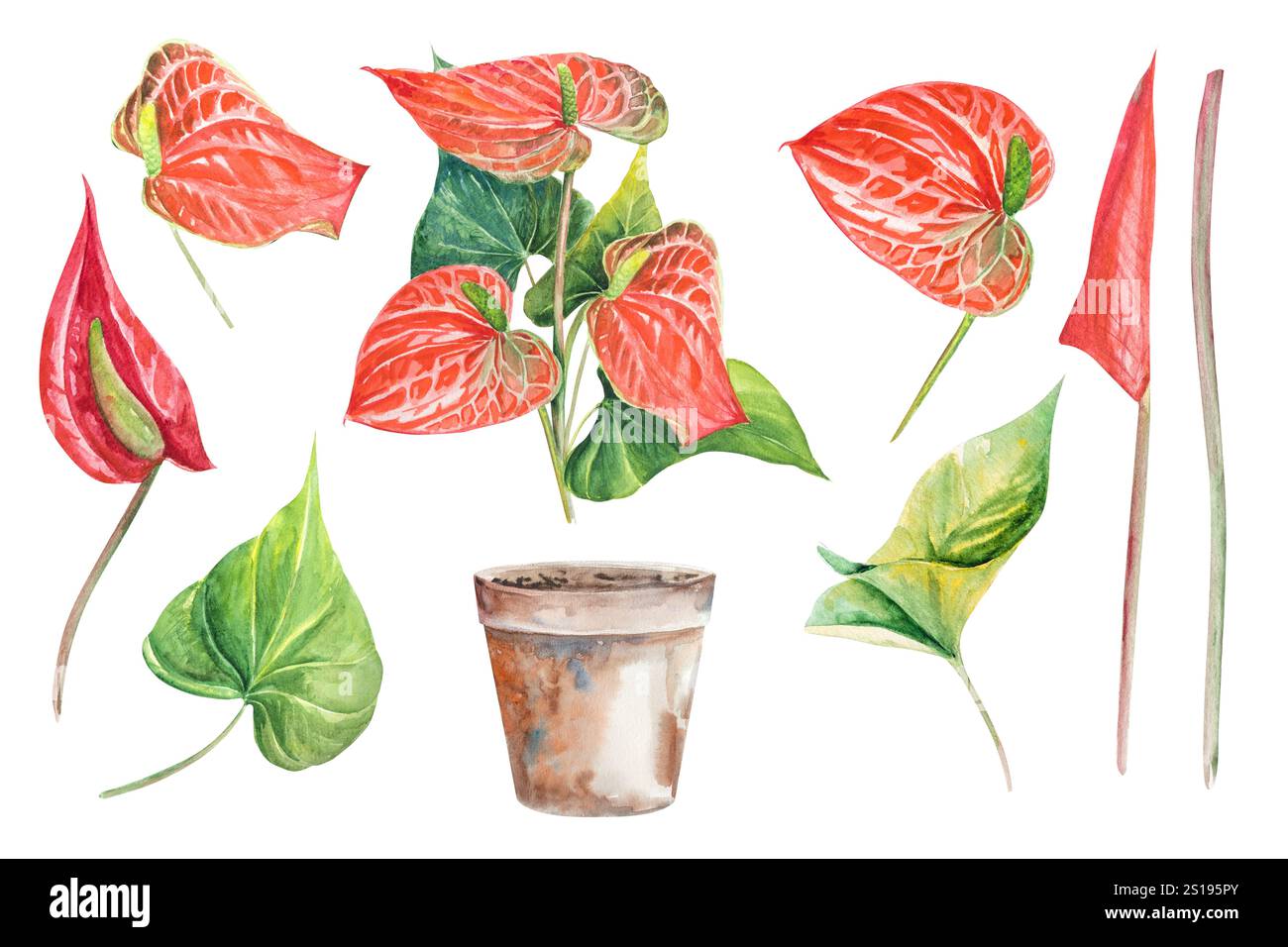 Anthurium,flower. Watercolor illustration red anthurium flower with ...