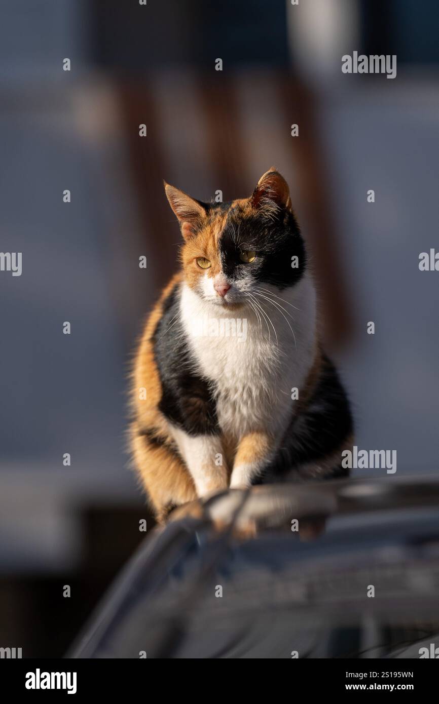 Blurry portrait cat close hi-res stock photography and images - Alamy