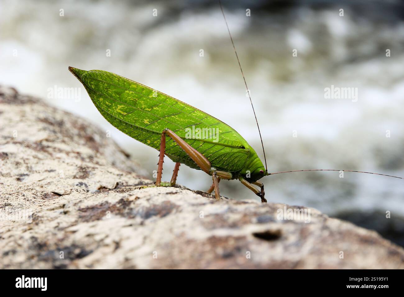 A leaf-mimicking katydid camouflages on a natural surface, showcasing ...