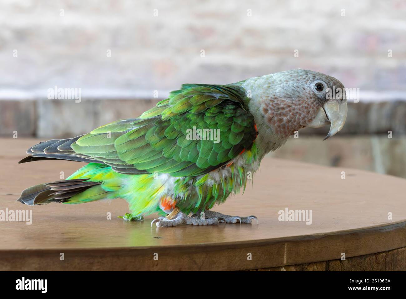 Male cape parrot hi-res stock photography and images - Alamy