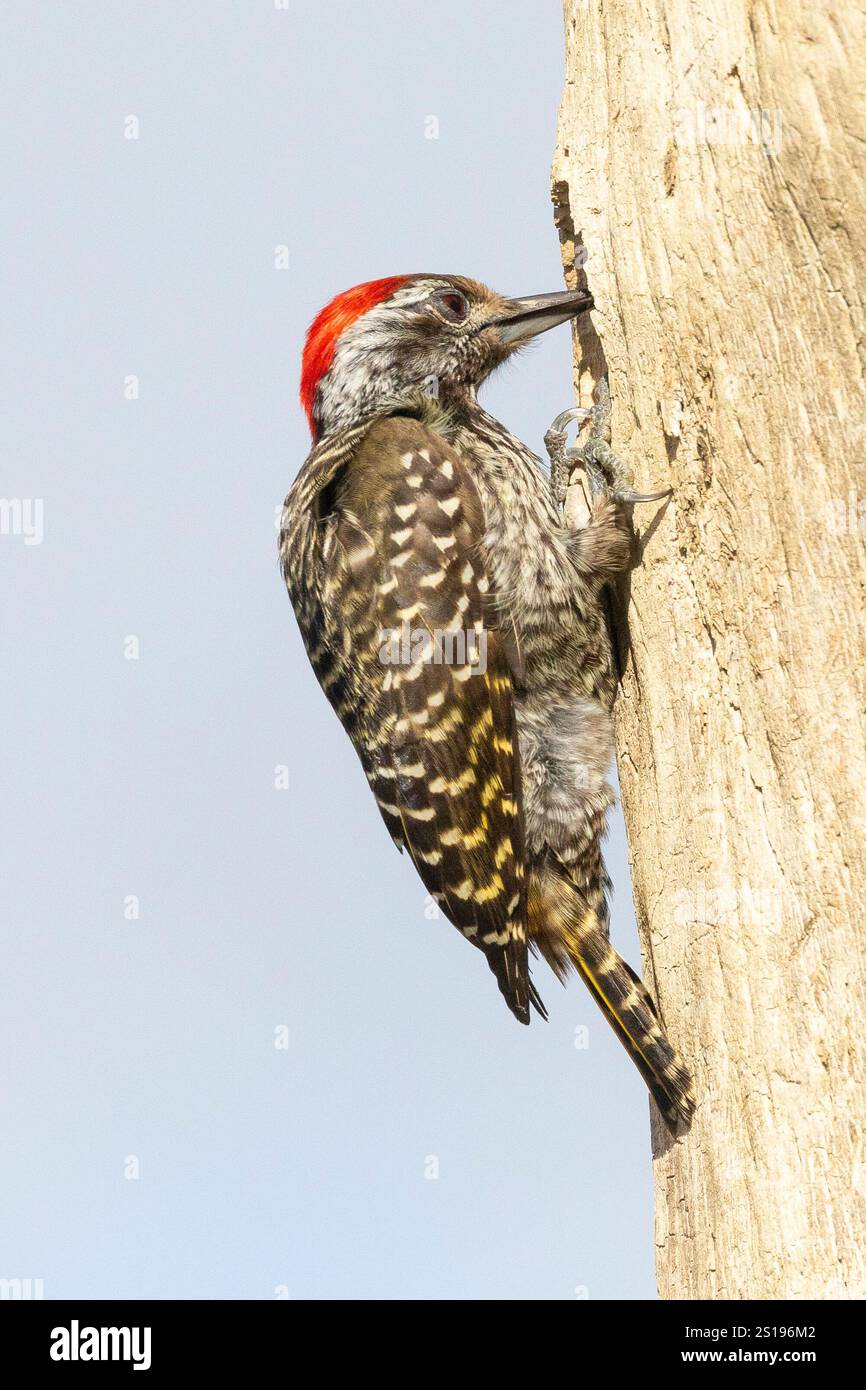 Male Cardinal Woodpecker (Dendropicos fuscescens) at nest hole ...