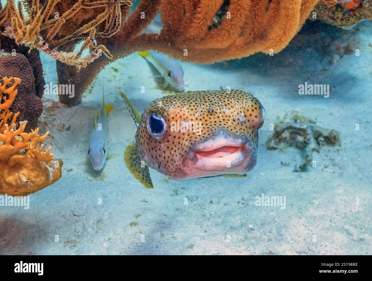 long-spine porcupinefish ,Diodon holocanthus, porcupine puffer, and ...