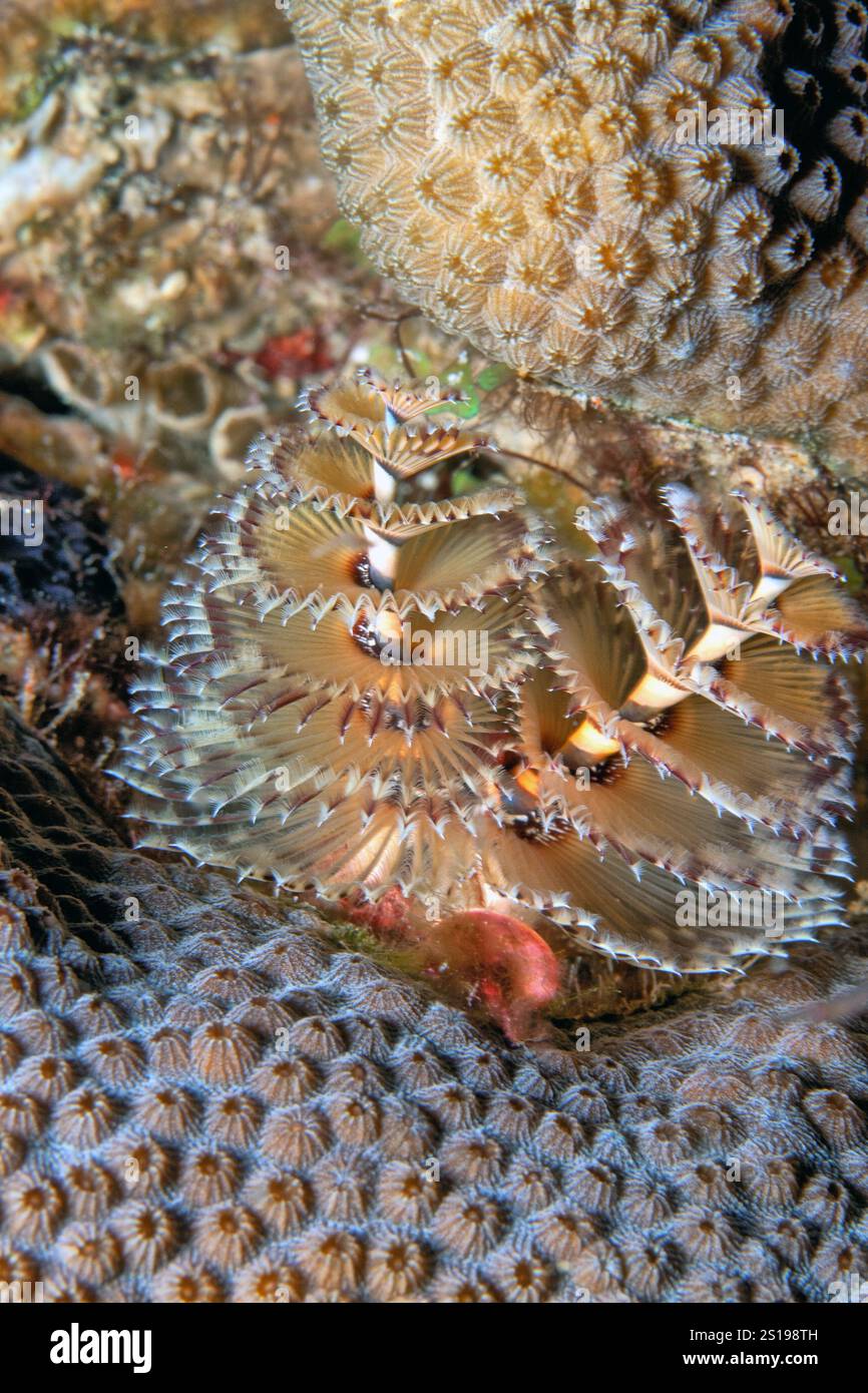 Spirobranchus giganteus, commonly known as Christmas tree worms, are ...