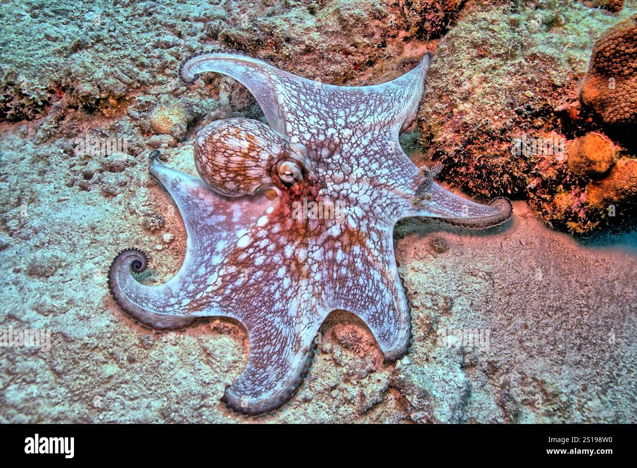 An octopus is a soft-bodied, eight-limbed mollusc of the order Octopoda ...