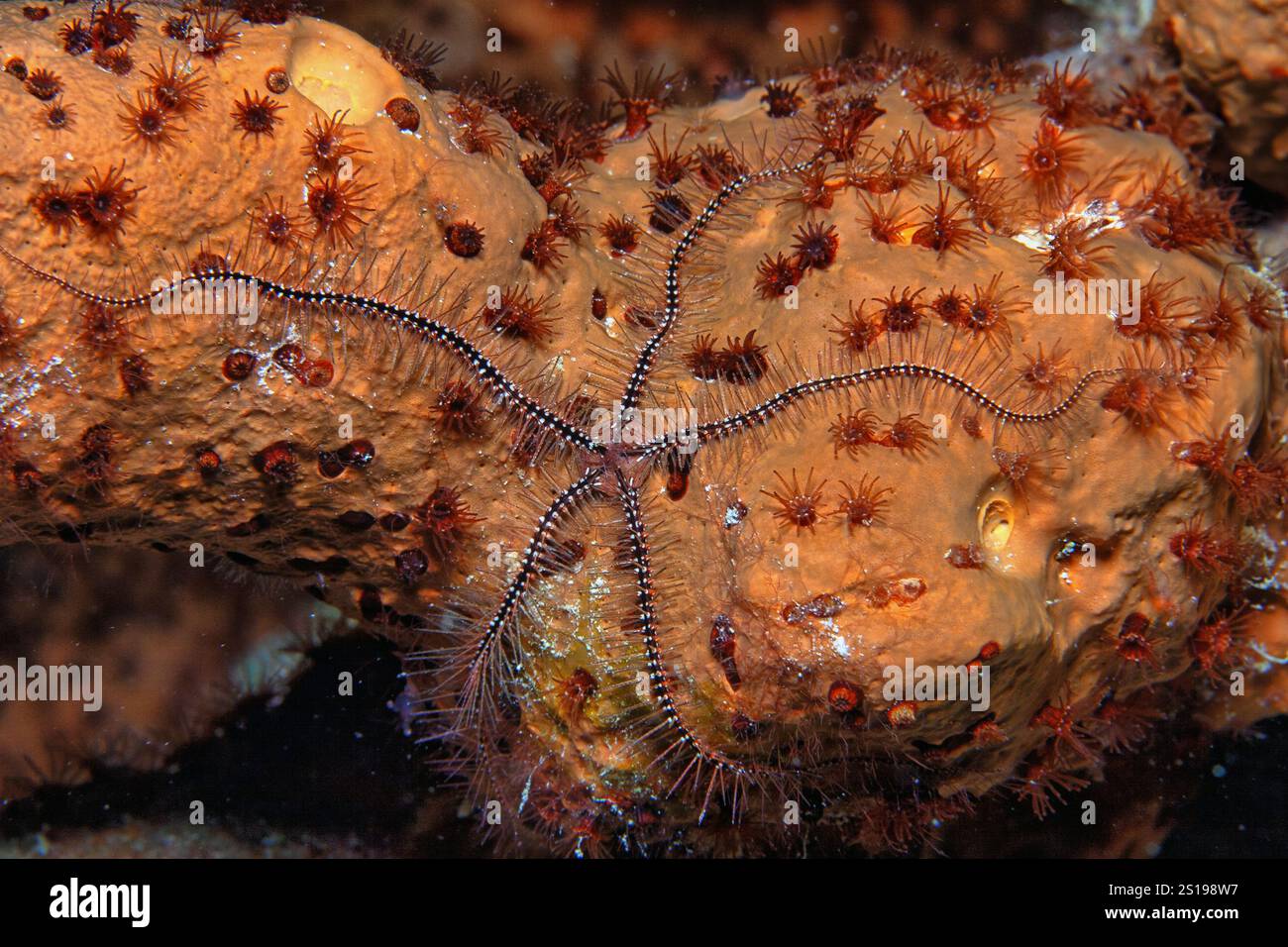 Brittle stars, serpent stars, or ophiuroids are echinoderms in the ...