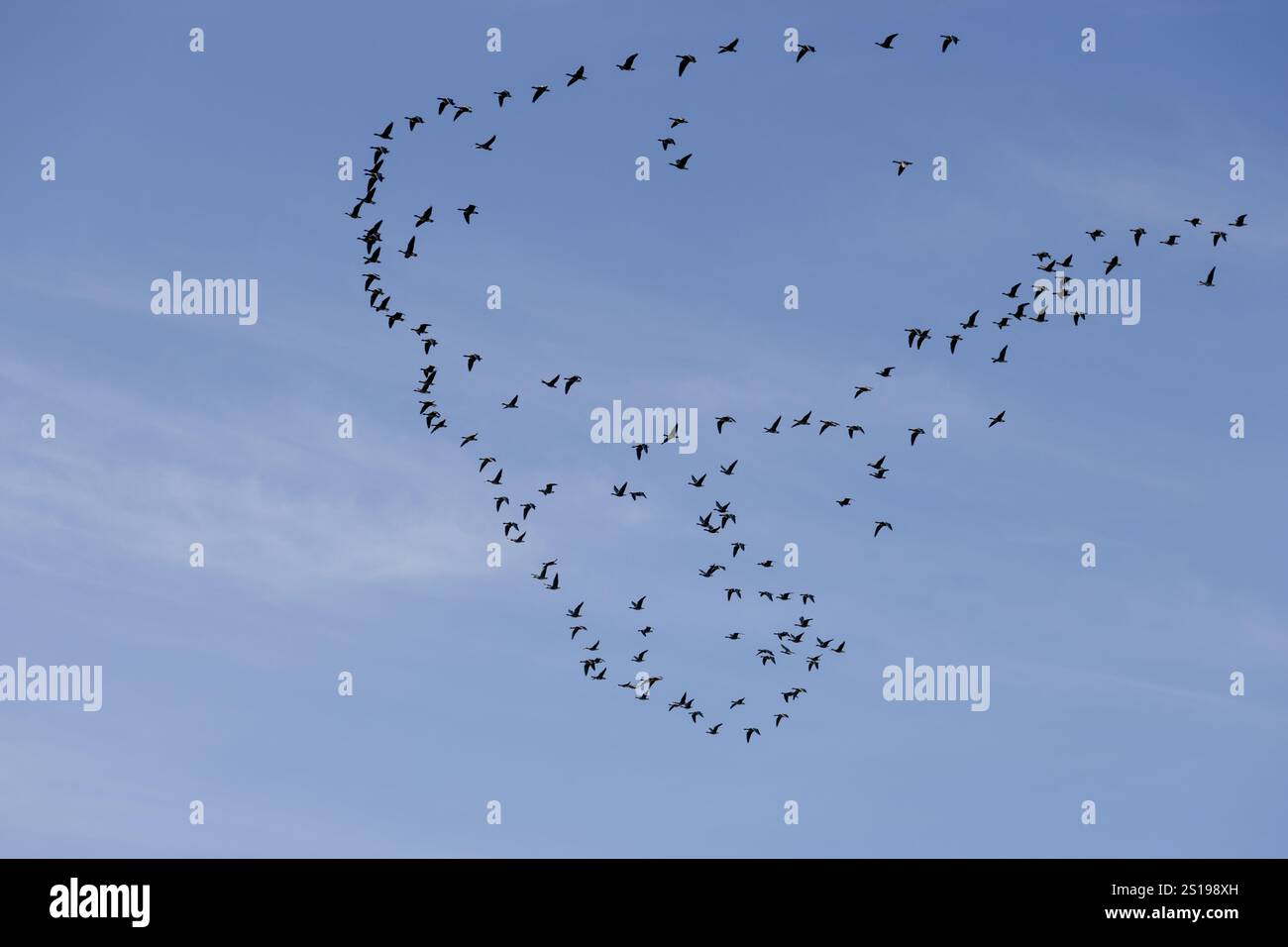 Geese movement hi-res stock photography and images - Alamy