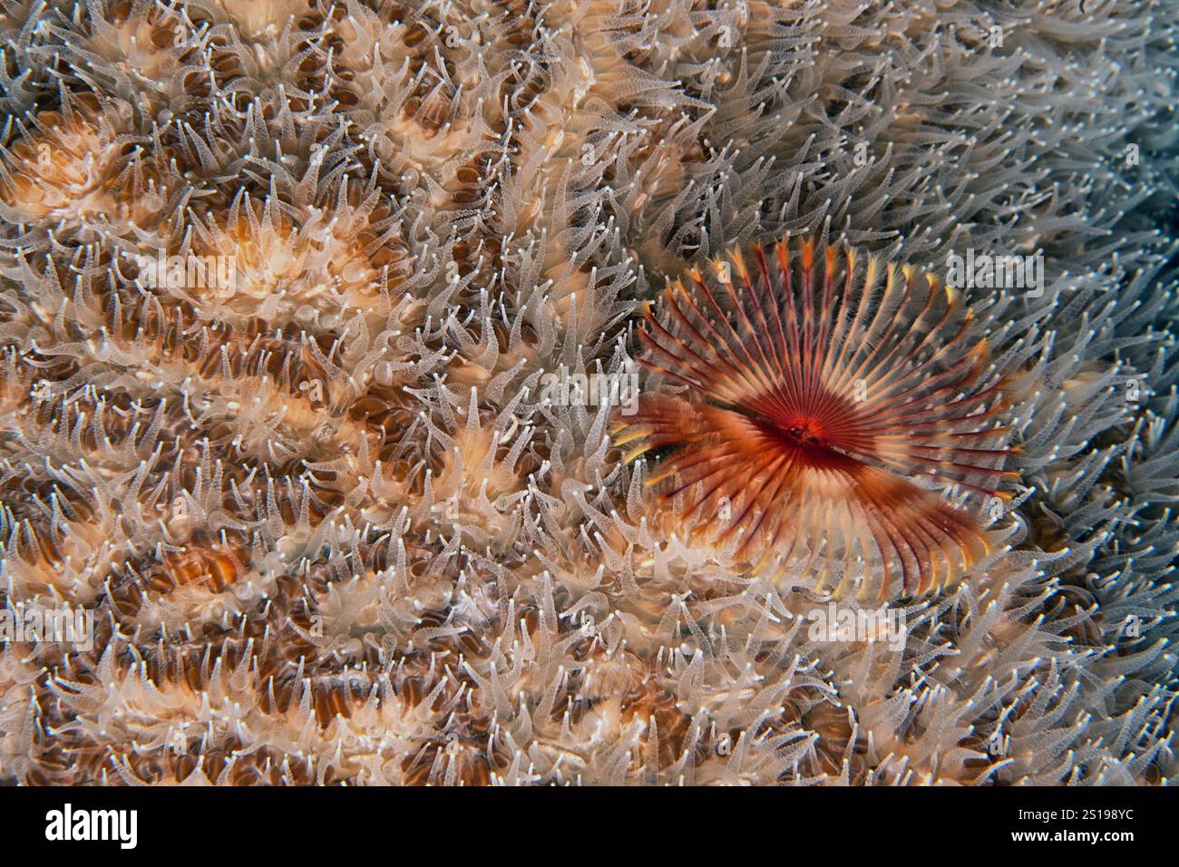 Schizobranchia insignis is a marine feather duster worm. It may be ...