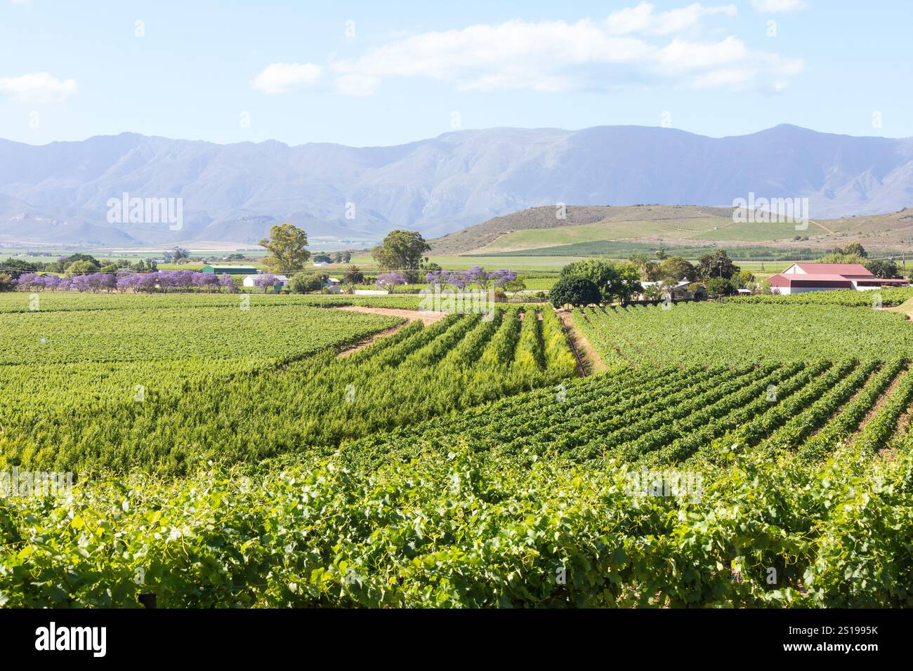 Vineyards in Breede River Valley near Bonnievale, Western Cape ...