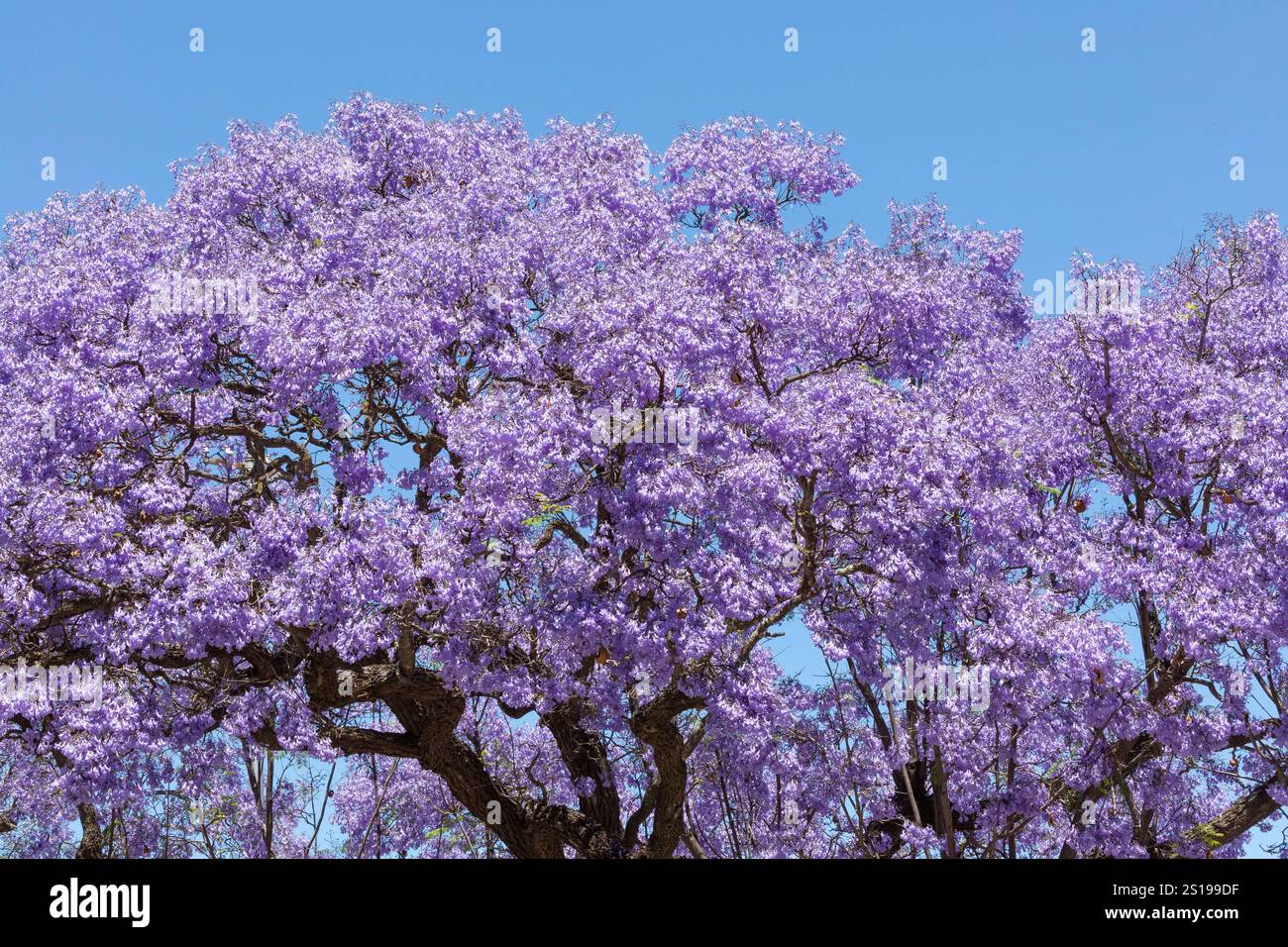 Large Jacaranda tree (Jacaranda mimosifolia) cover in lilac-coloured flowers in spring, Western ...