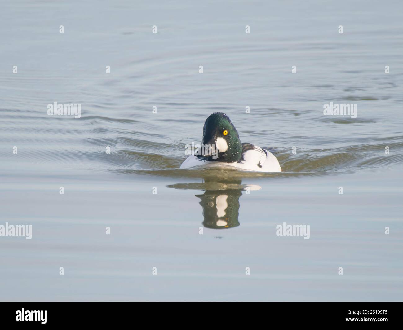Common Goldeneye drake Bucephala clangula Abberton Resevoir, Essex, UK ...