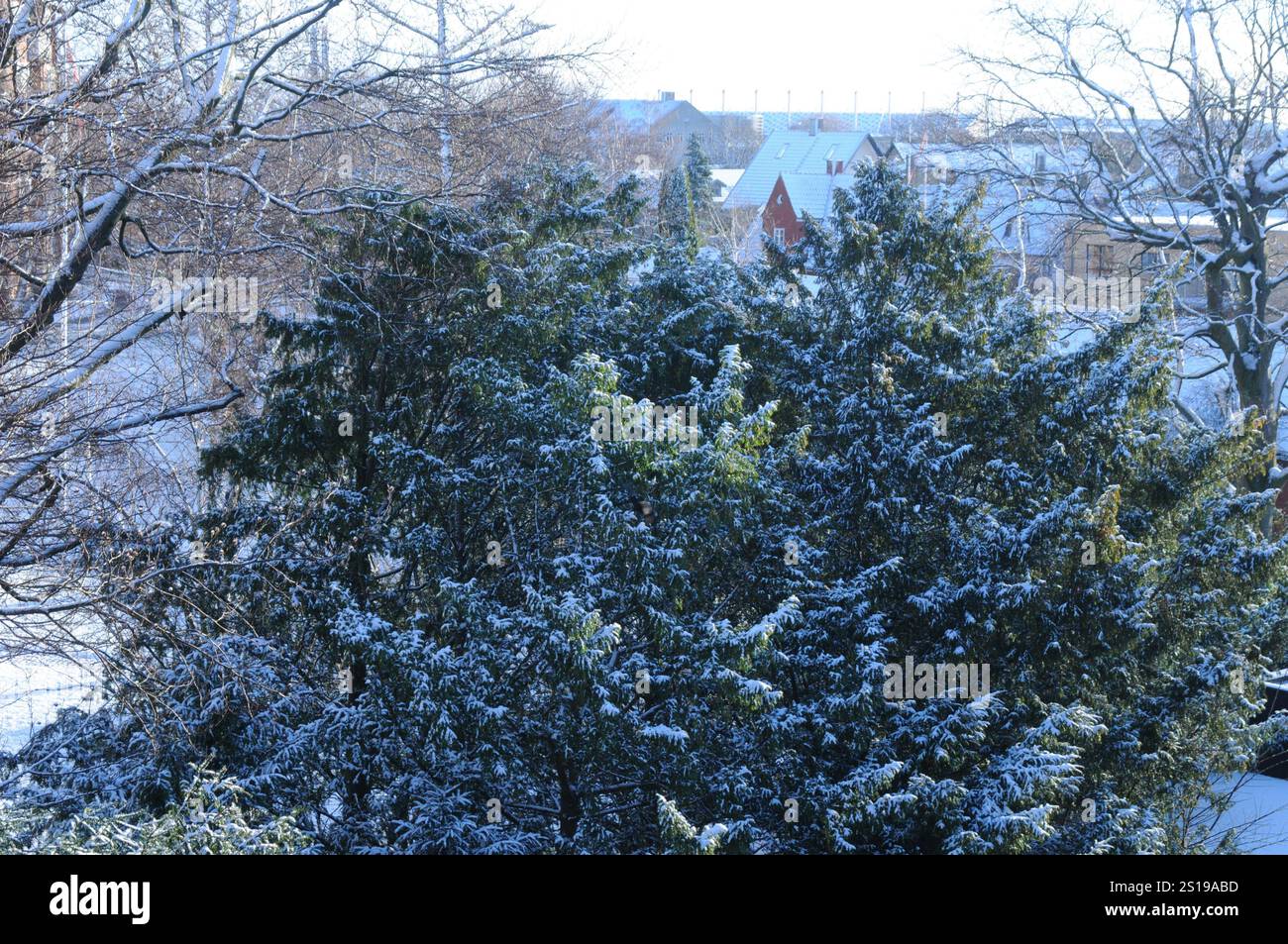 Copenhagen/ DenmarK/02 JANUARY 2025/ danish weather snow fall in ...