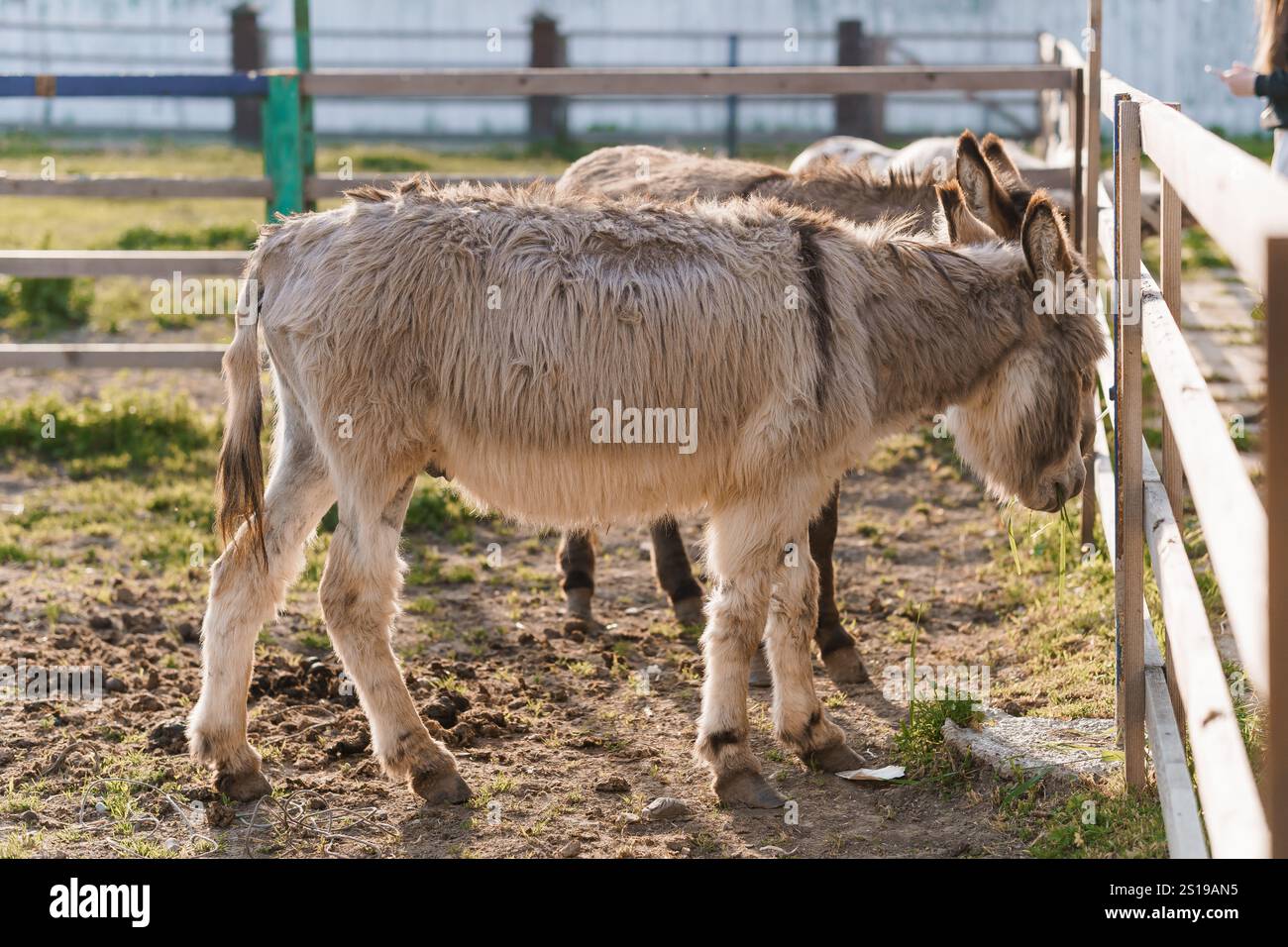 Adult Donkey in Pen Basking in Soft Light During Daytime Stock Photo ...