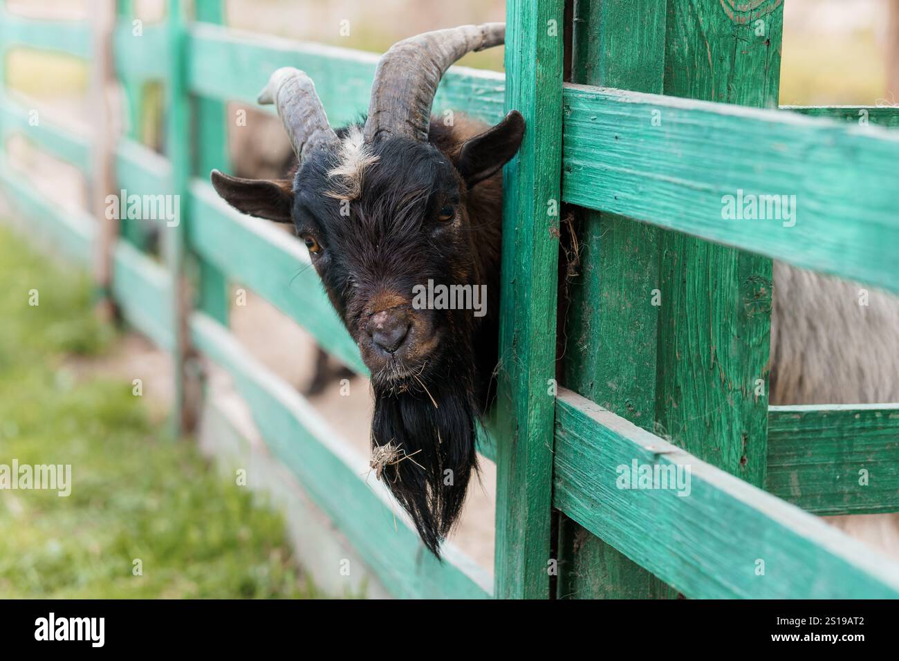 Domestic goat looking over fence hi-res stock photography and images ...