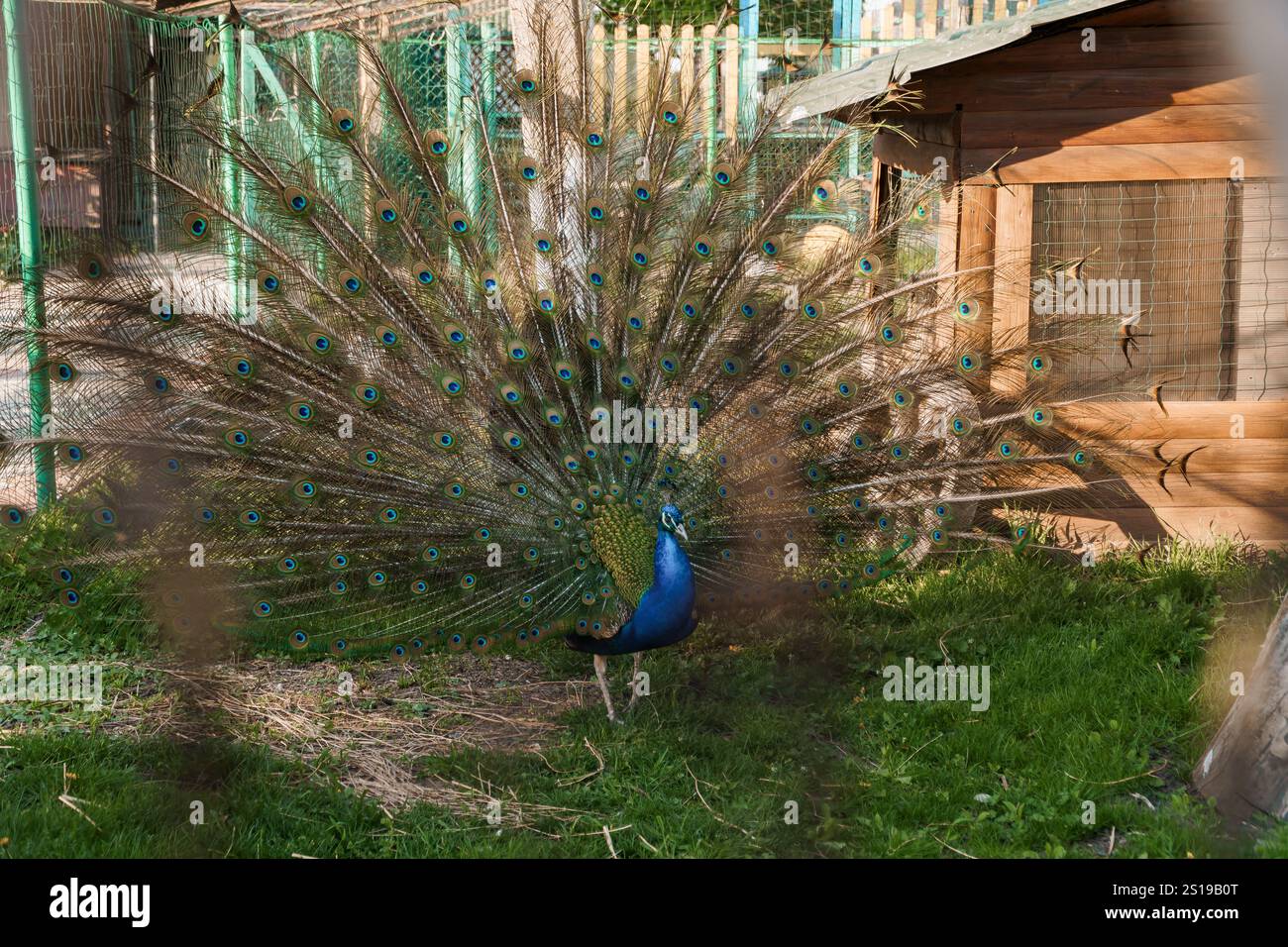 Majestic Peacock Displaying Its Vibrant Plumage in a Natural Habitat ...