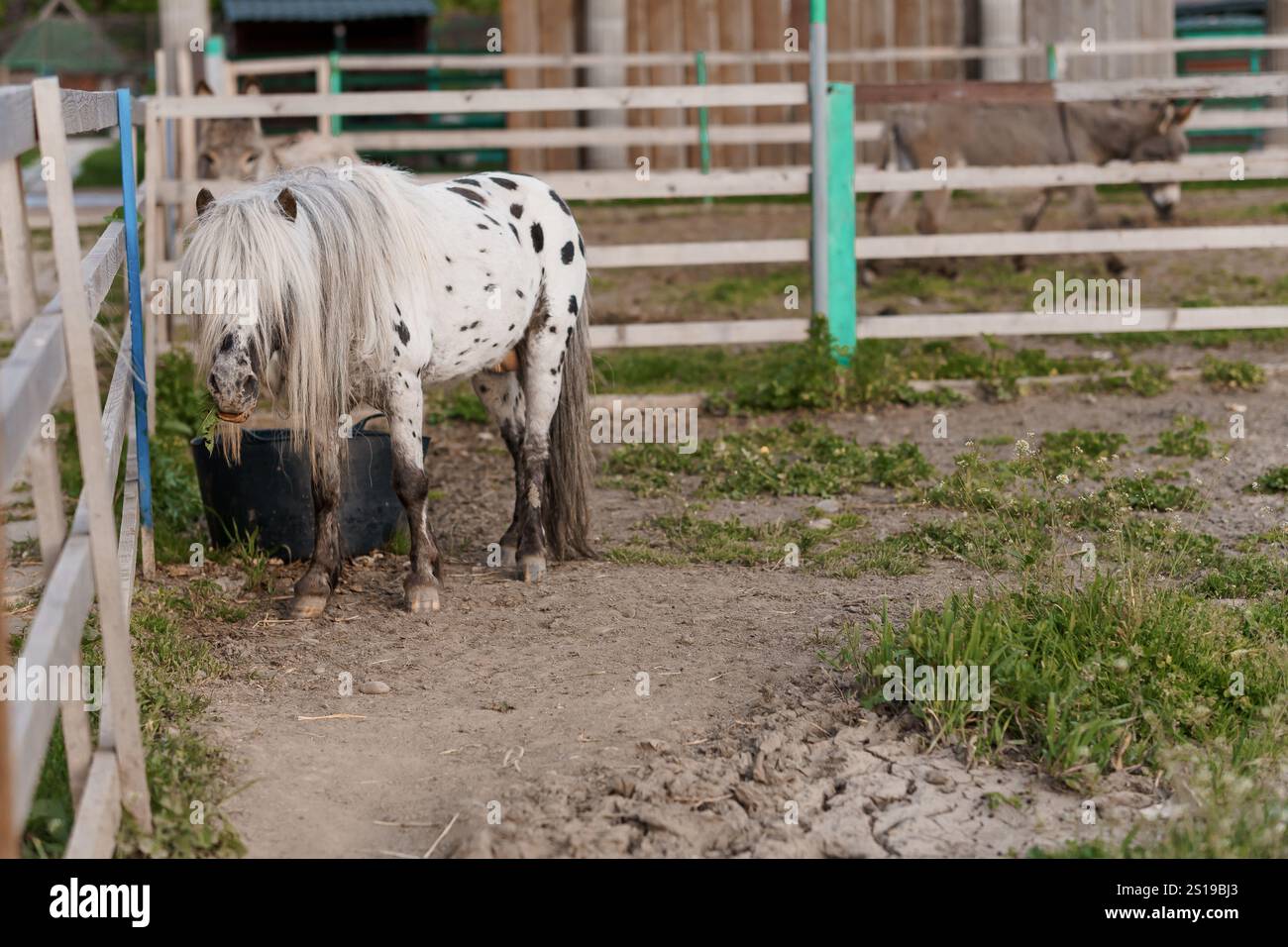 Unique Spotted Pony with Flowing Mane in Pastoral Setting Stock Photo ...