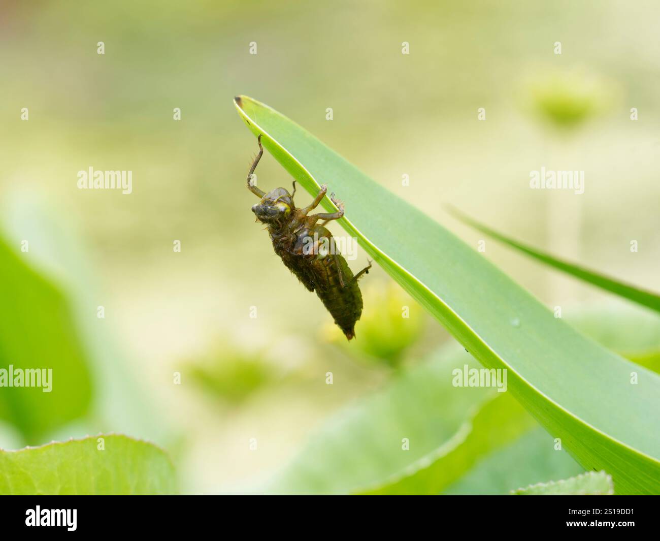 Four Spotted Chaser Dragonfly larvae ready to change Libellula ...