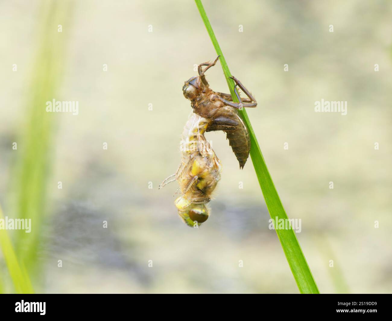 Four Spotted Chaser Dragonfly freshly emerged Libellula quadrimaculata ...