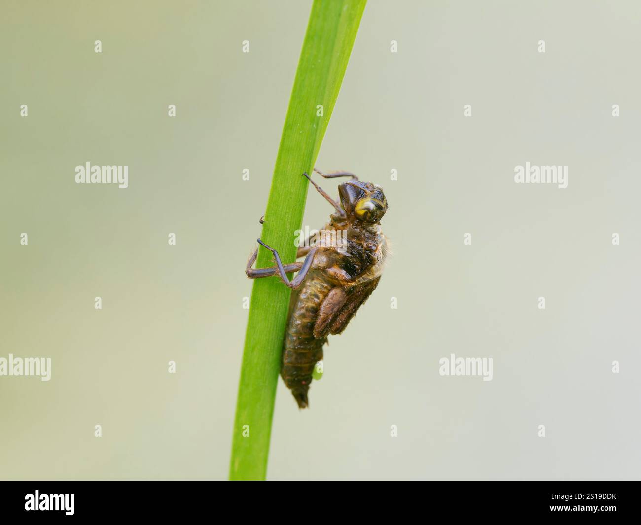 Four Spotted Chaser Dragonfly emerging Libellula quadrimaculata Garden ...