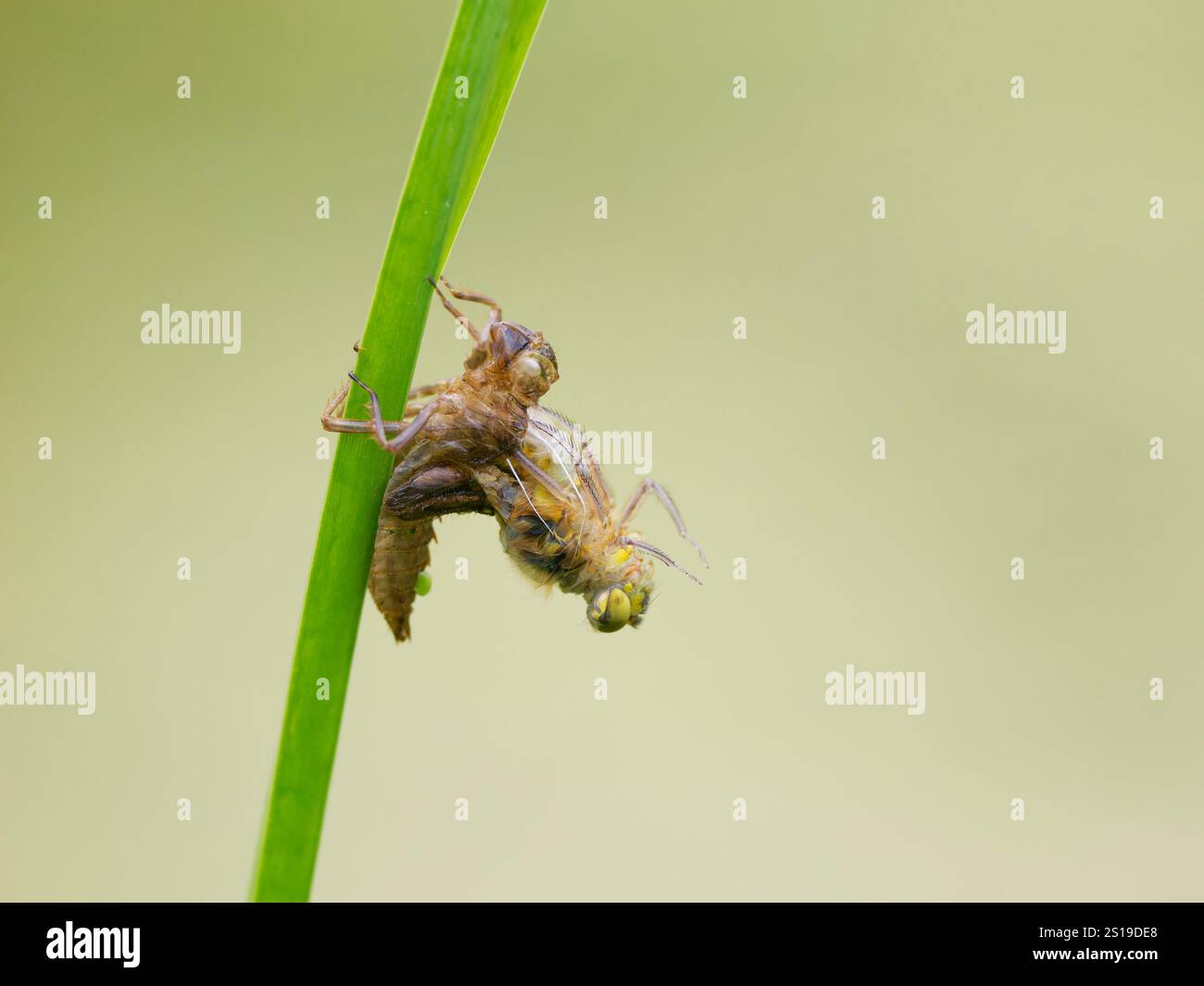 Four Spotted Chaser Dragonfly emerging Libellula quadrimaculata Garden ...