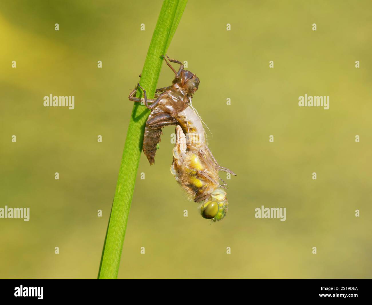 Four Spotted Chaser Dragonfly emerging Libellula quadrimaculata Garden ...
