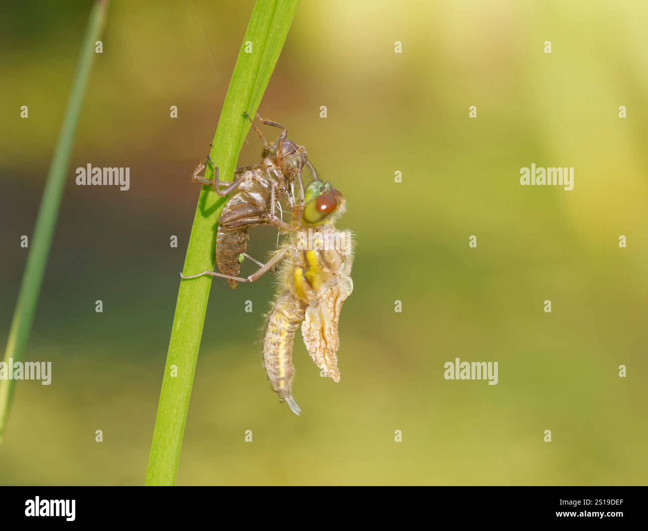 Four Spotted Chaser Dragonfly emerging Libellula quadrimaculata Garden ...