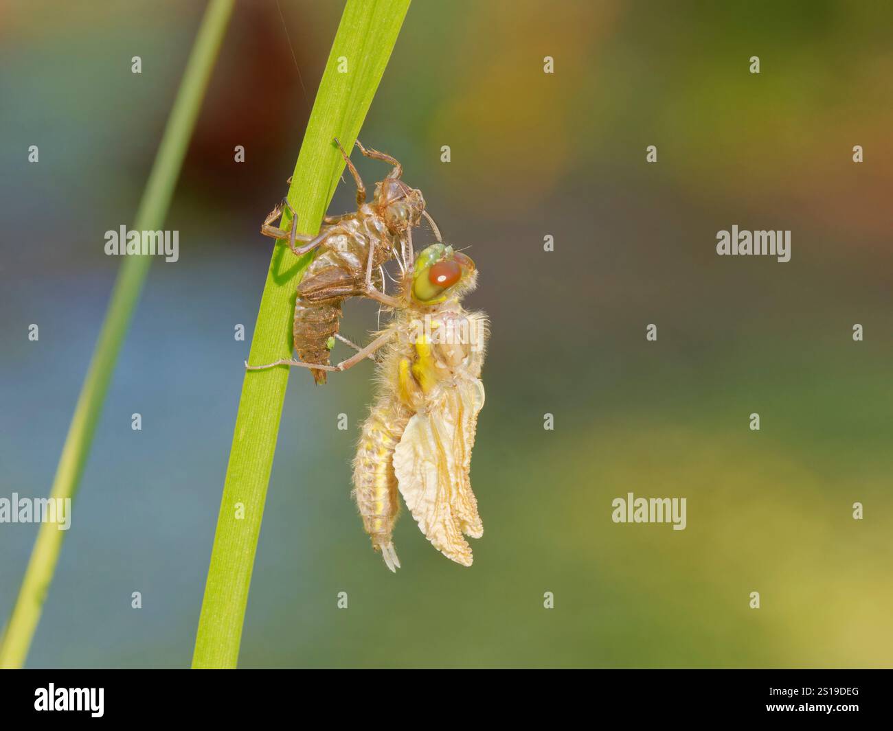 Four Spotted Chaser Dragonfly emerging Libellula quadrimaculata Garden ...