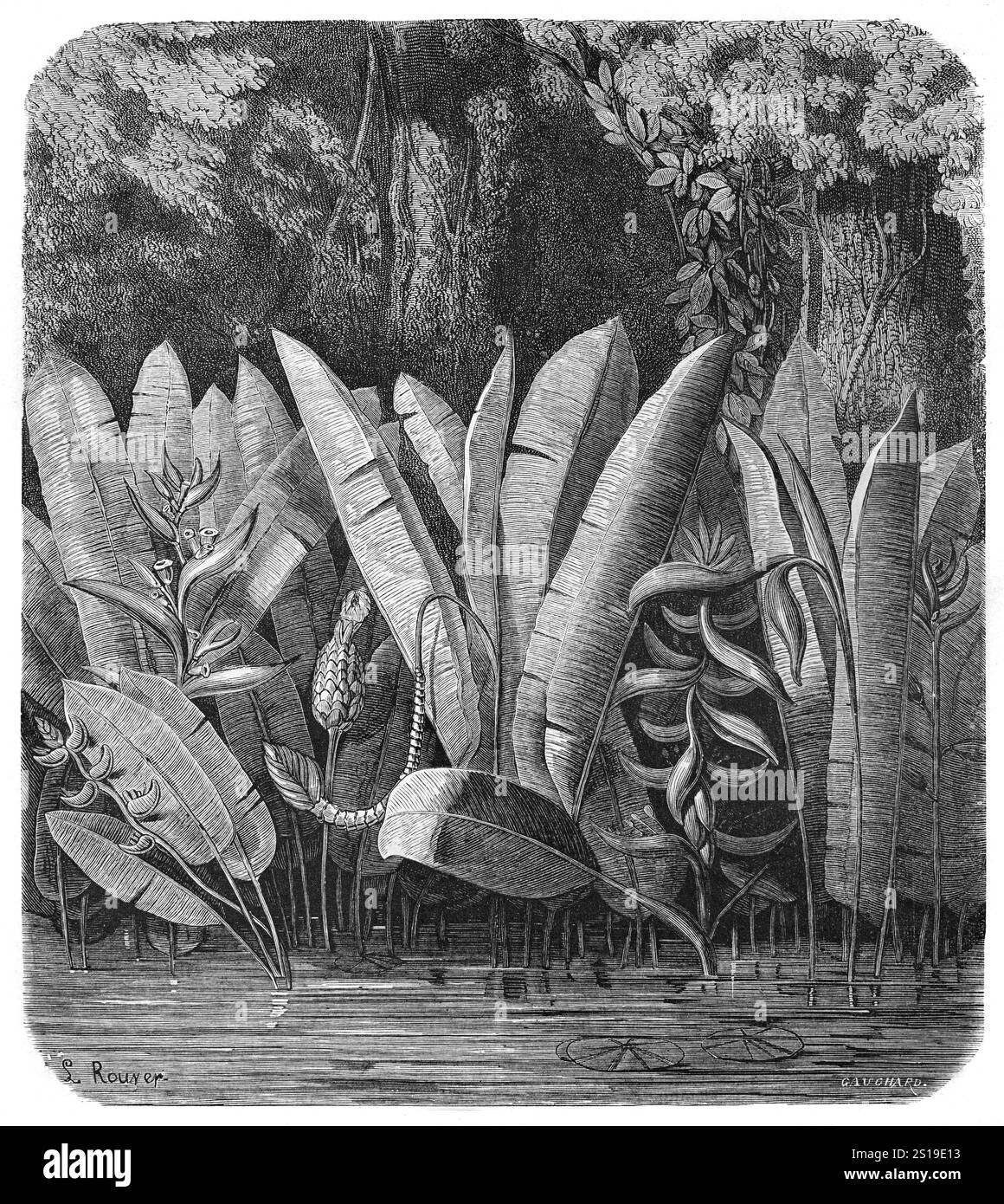 Heliconia Black and White Stock Photos & Images - Alamy