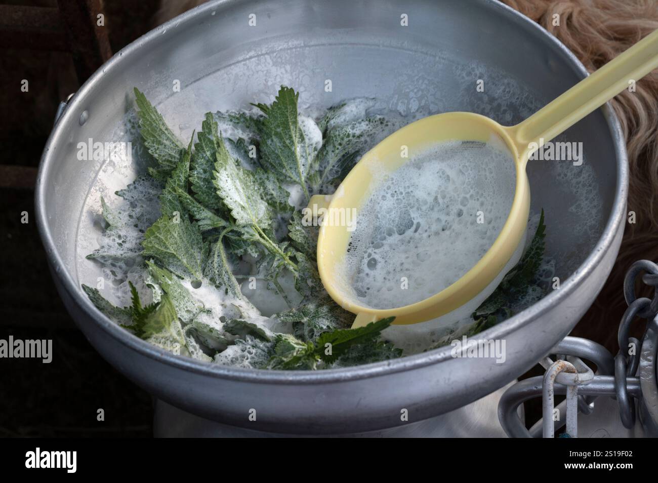 In the French Pyrenees, milk sheep farmers clarify the milk with ...