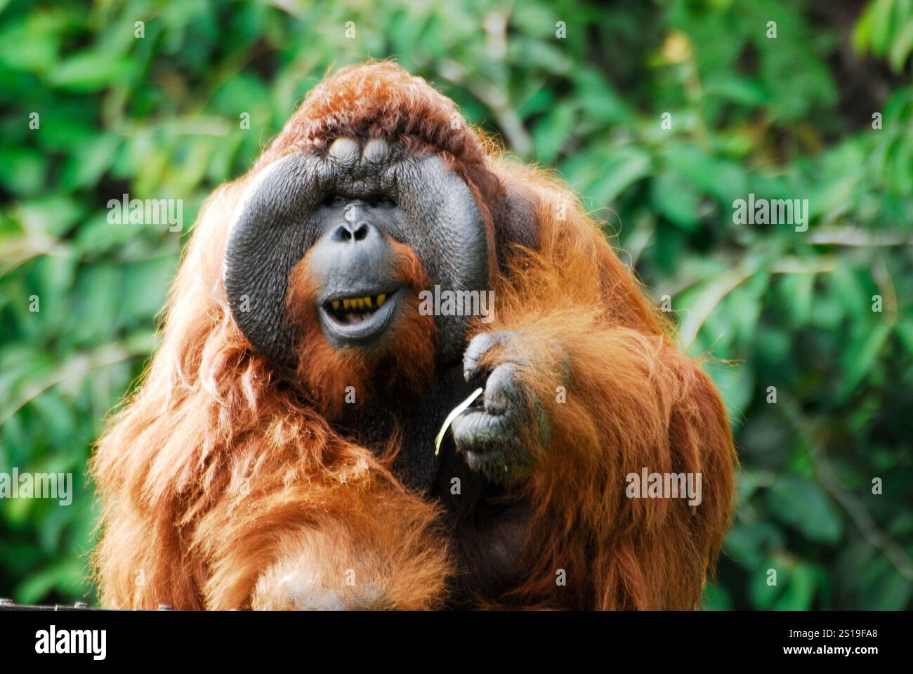 Oranguntan (Pongo pygmaeus) in Borneo island, Sarawak, Malaysia Stock ...