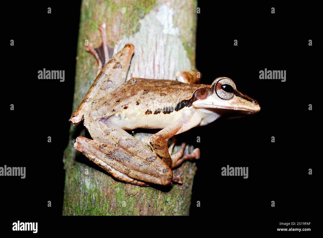 Frog (Polypedates macrotis) in Kubah National Park, Borneo, Malaysia ...