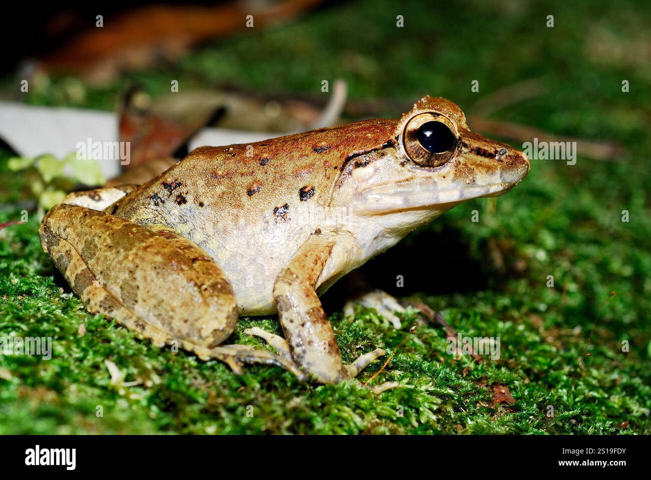 Frog (Limnonectes leporinus) in Kubah National Park, Borneo, Malaysia ...