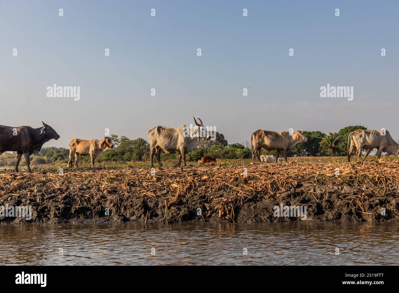 Cows near Cienaga de Pijino lake, Colombia Stock Photo - Alamy