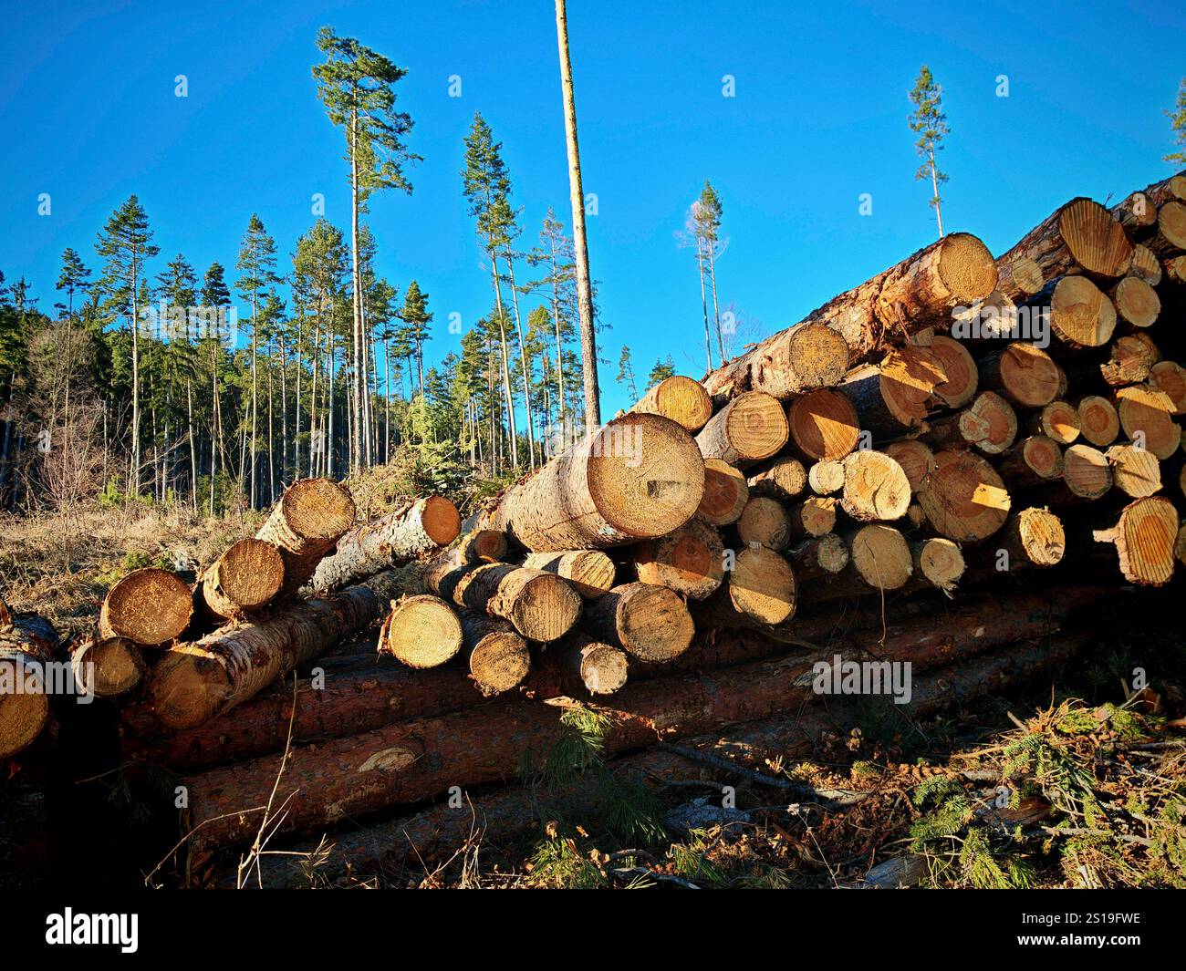 stacked or piled up wood, storage of wood from the forest stacked or ...