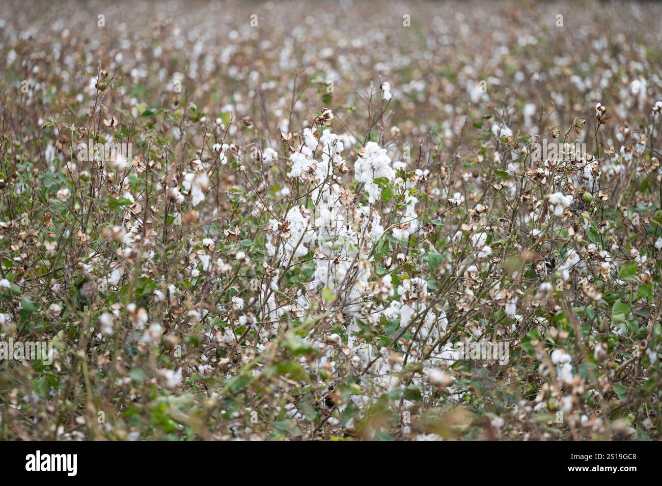 Bog cotton field hi-res stock photography and images - Alamy