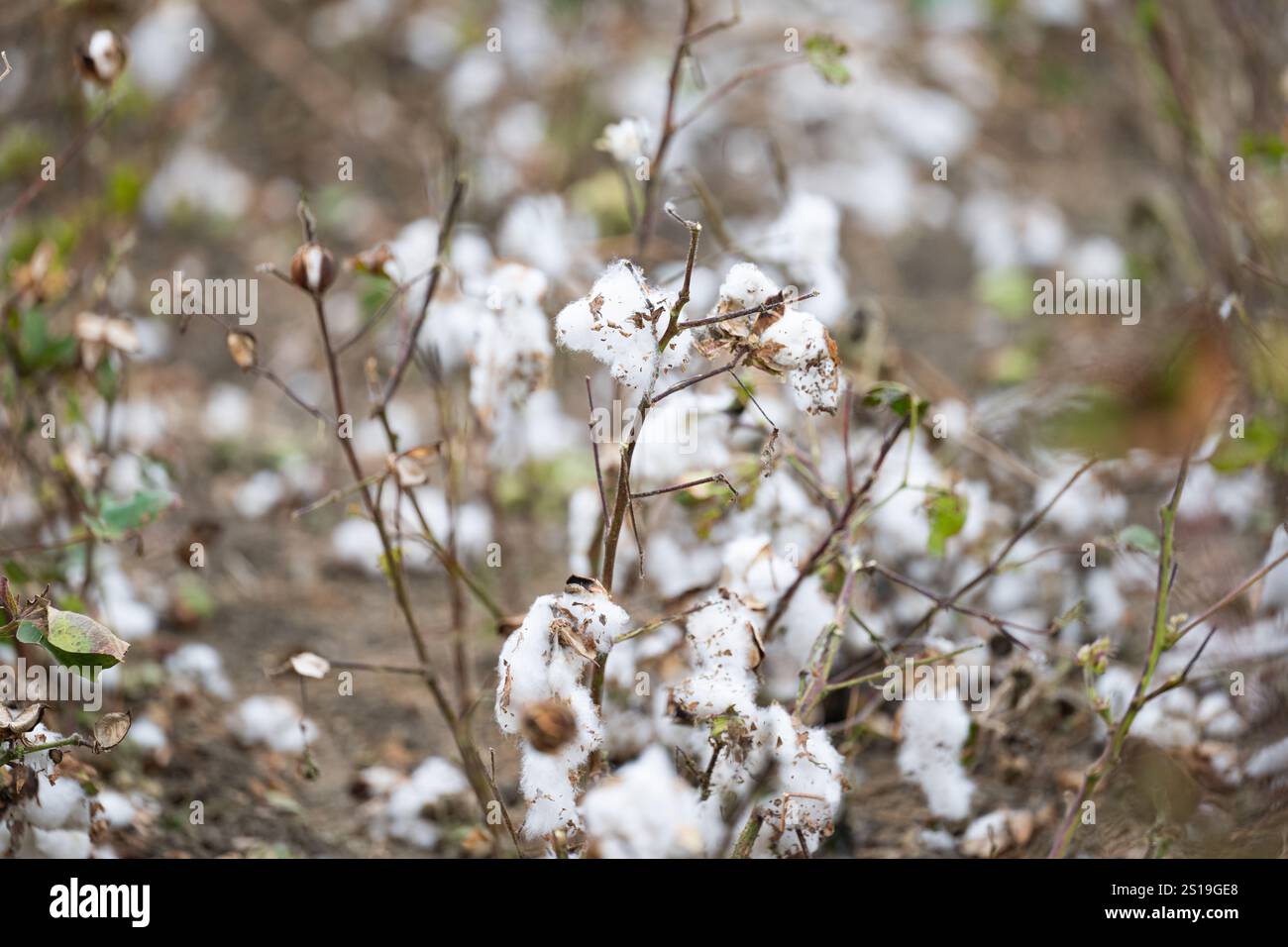 close-up of a field of blooming cotton Stock Photo - Alamy