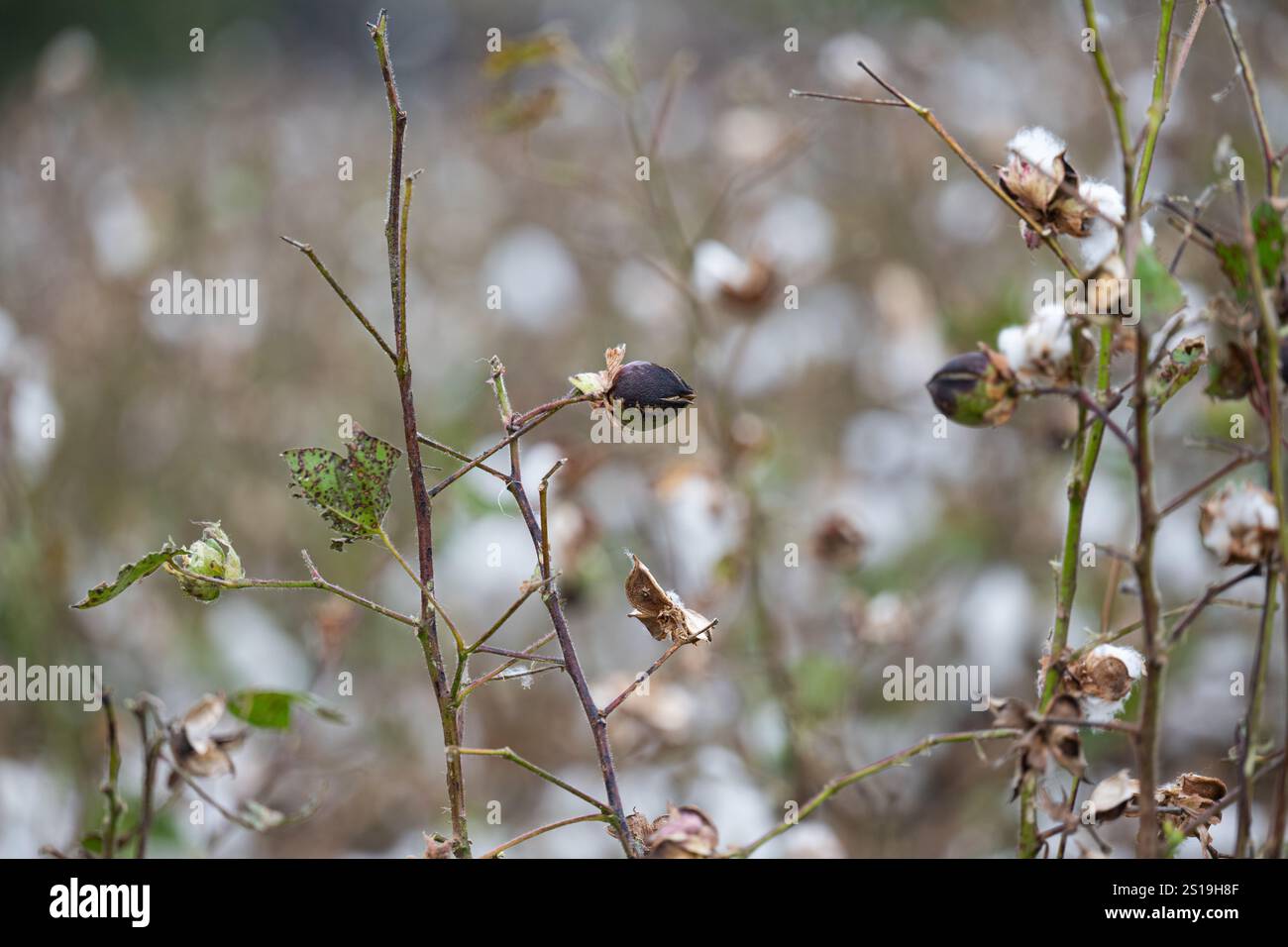 close-up of a field of blooming cotton Stock Photo - Alamy