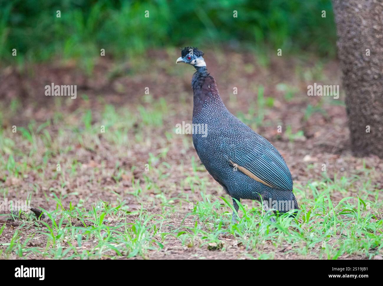 The crested guineafowl (Guttera pucherani) is a bird native to Africa ...